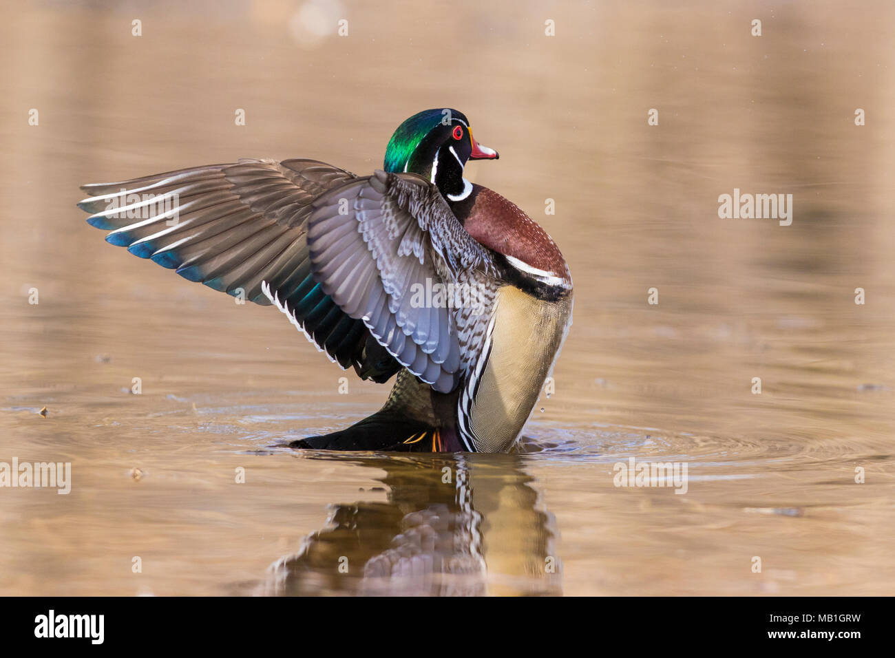 Wood ducks in spring Stock Photo - Alamy