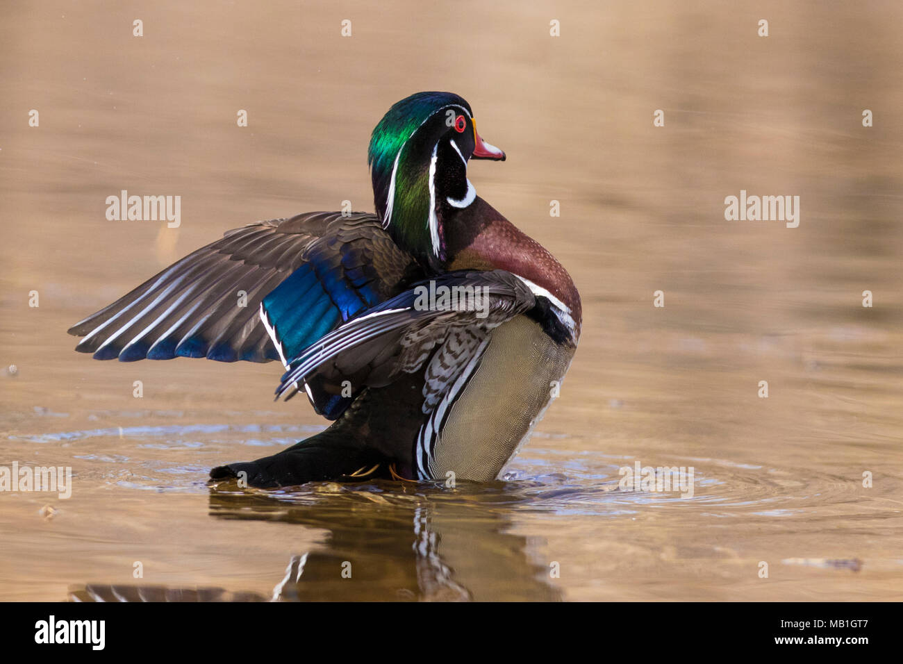 Wood ducks in spring Stock Photo - Alamy