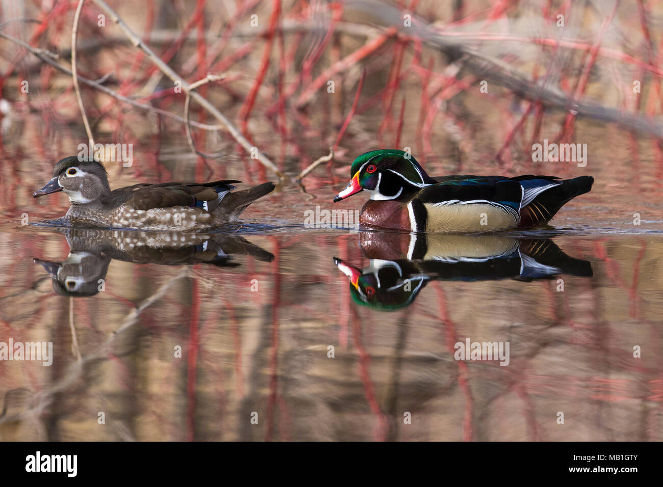 Wood duck pair Stock Photo - Alamy