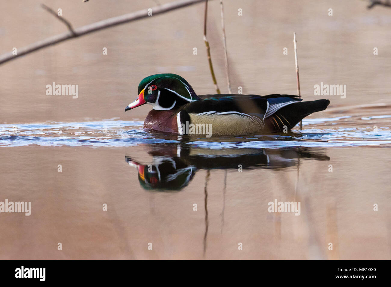 Mating pair of wood ducks hi-res stock photography and images - Alamy