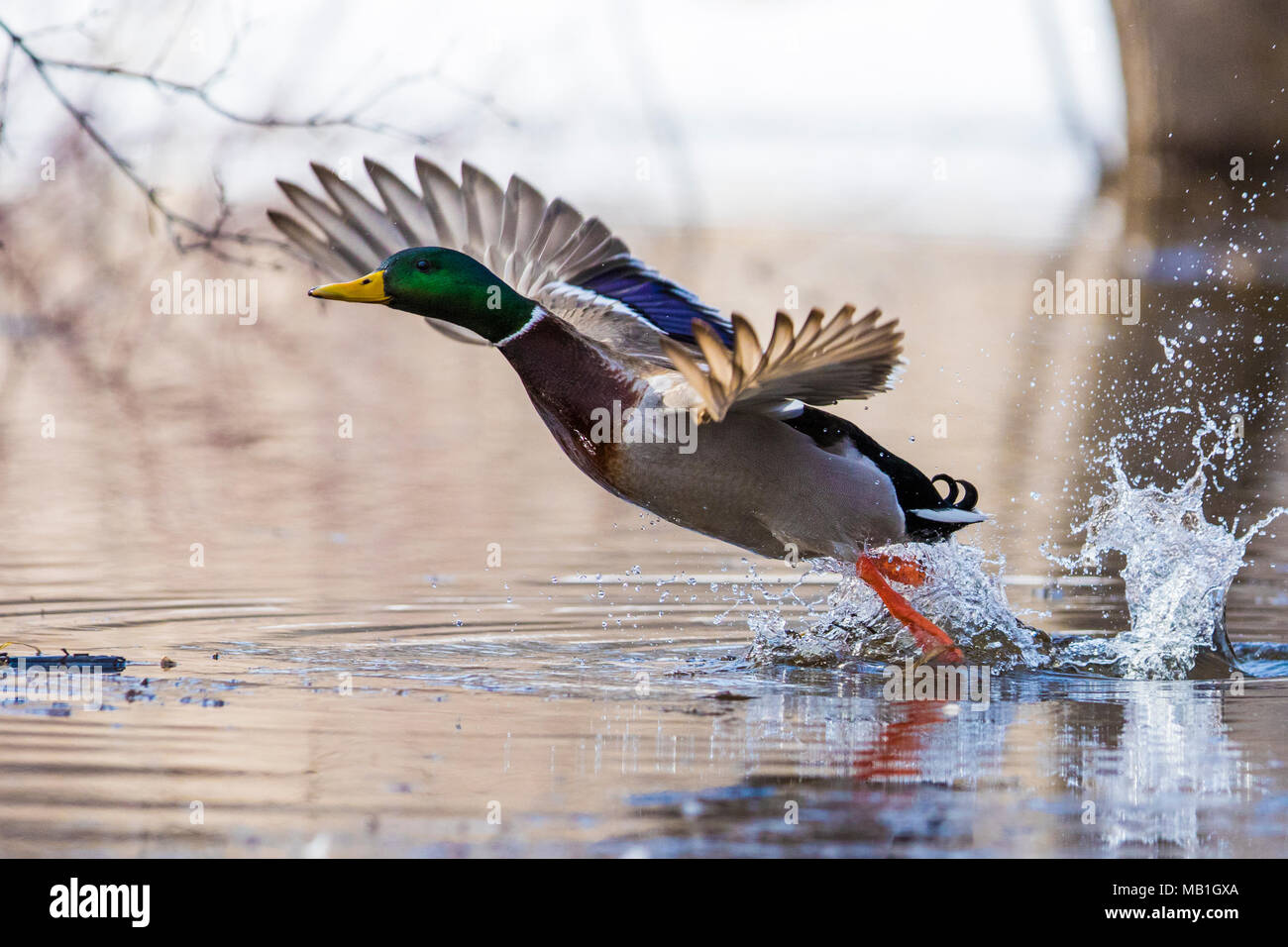Mallard drake take off hi-res stock photography and images - Alamy
