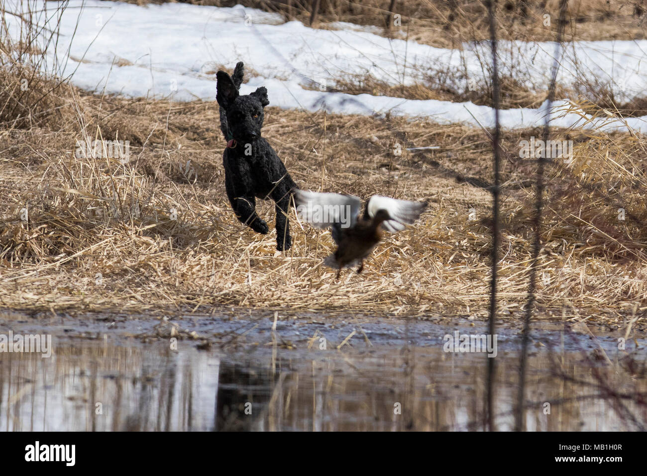 Standard poodle hunting hi-res stock photography and images - Alamy