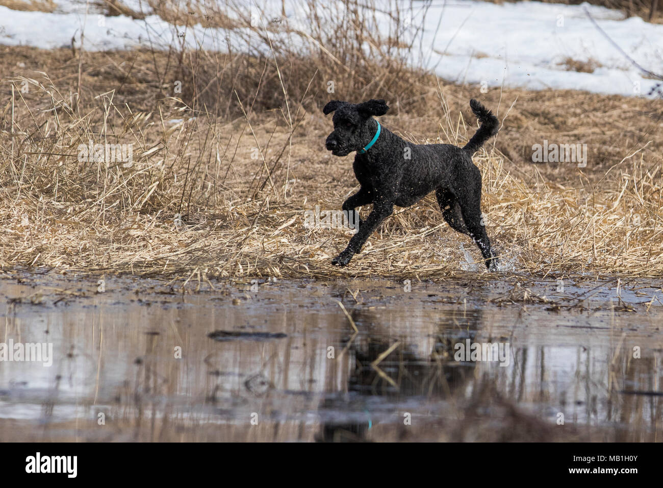 Standard poodle hunting hi-res stock photography and images - Alamy