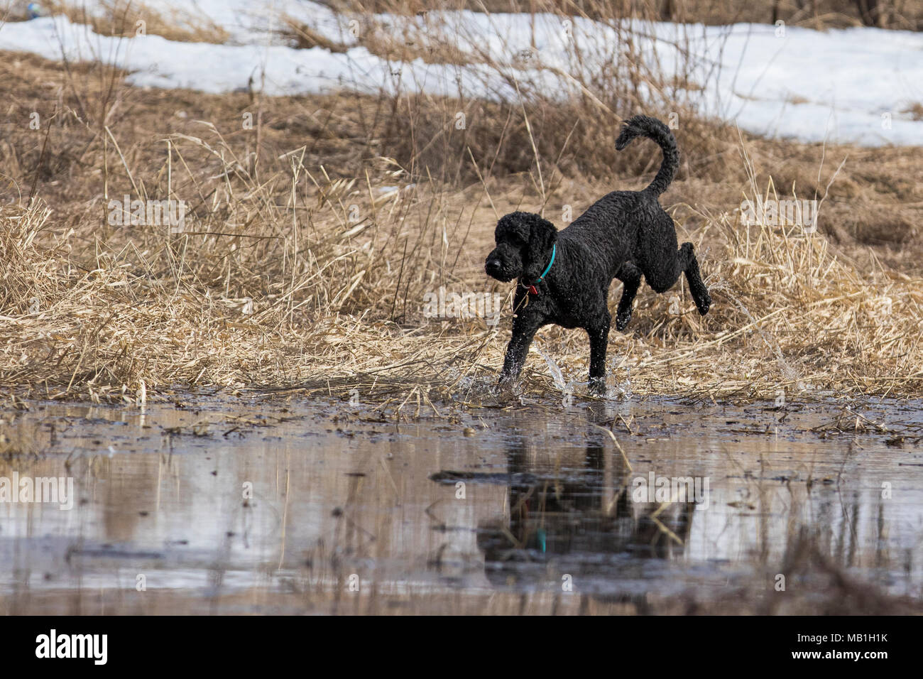 Standard Poodle Duck Hunting