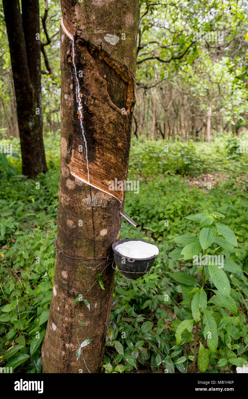 Rubber tapping hi-res stock photography and images - Alamy