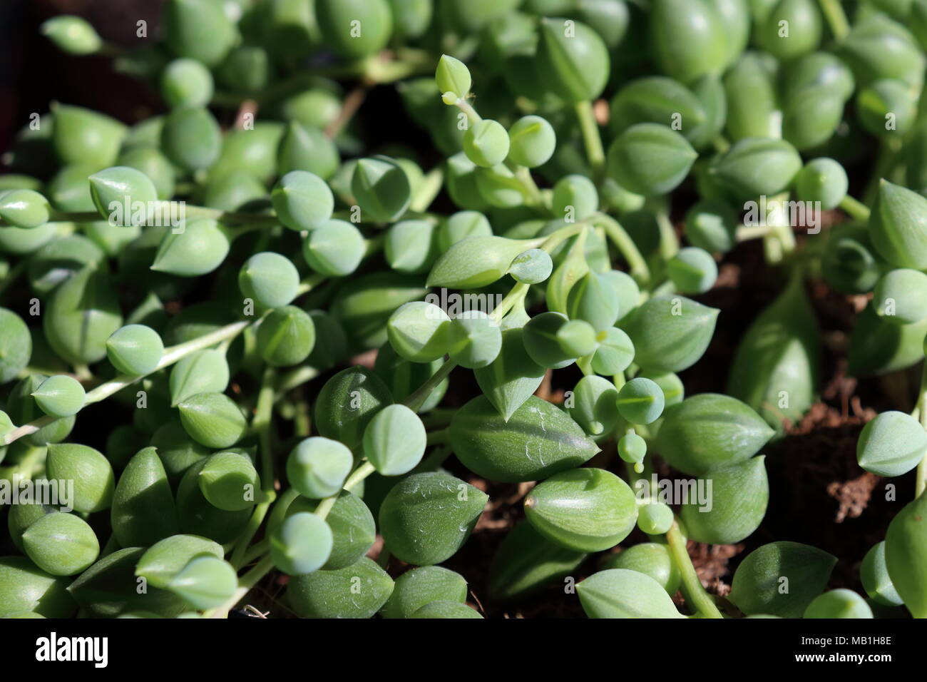 String of pearls plant hi-res stock photography and images - Alamy