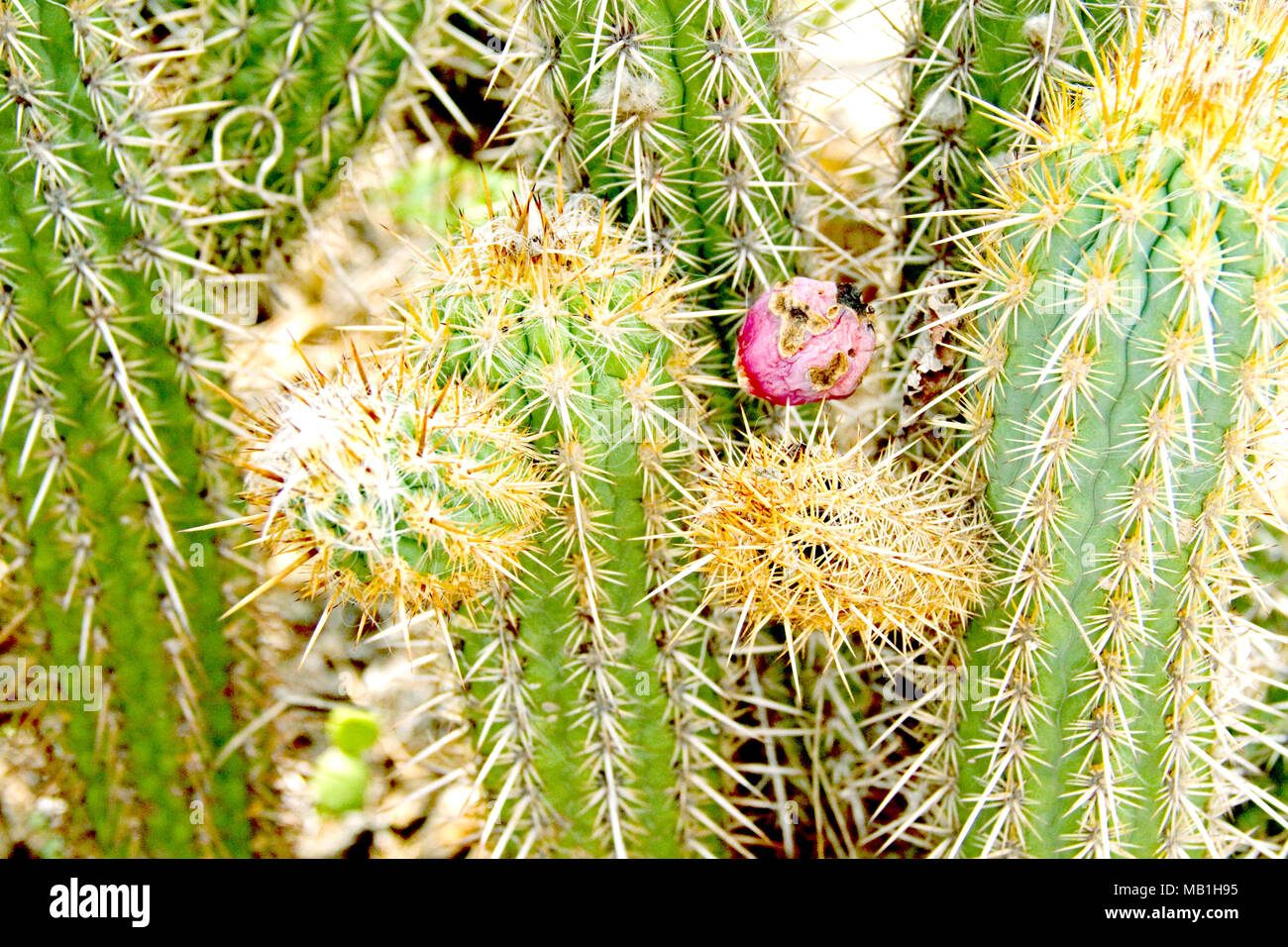 xique xique, Pilosocereus Gounellei, Parque Estadual Pedra da Boca ...