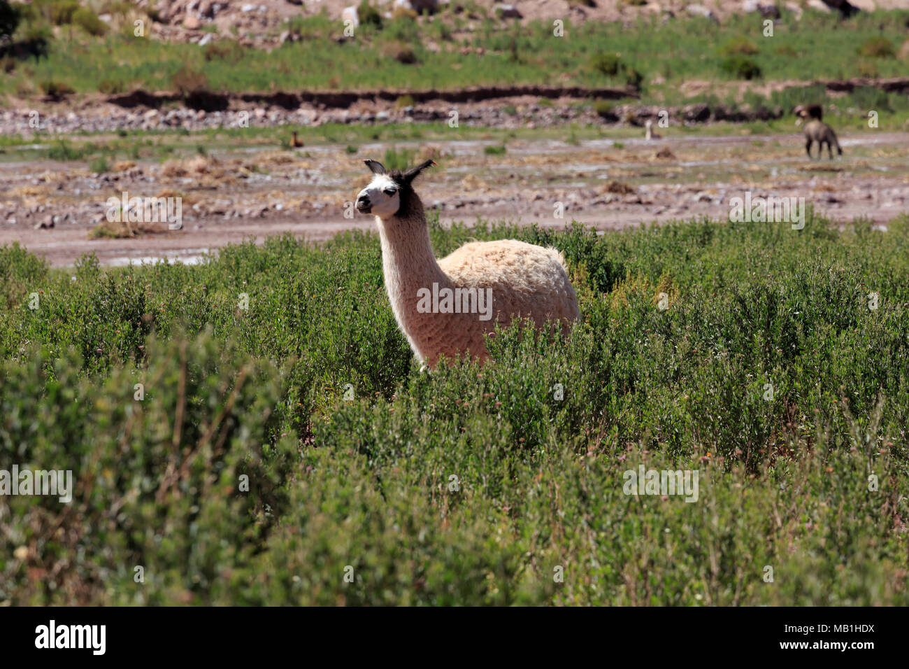Atacama desert chile llama hi-res stock photography and images - Alamy