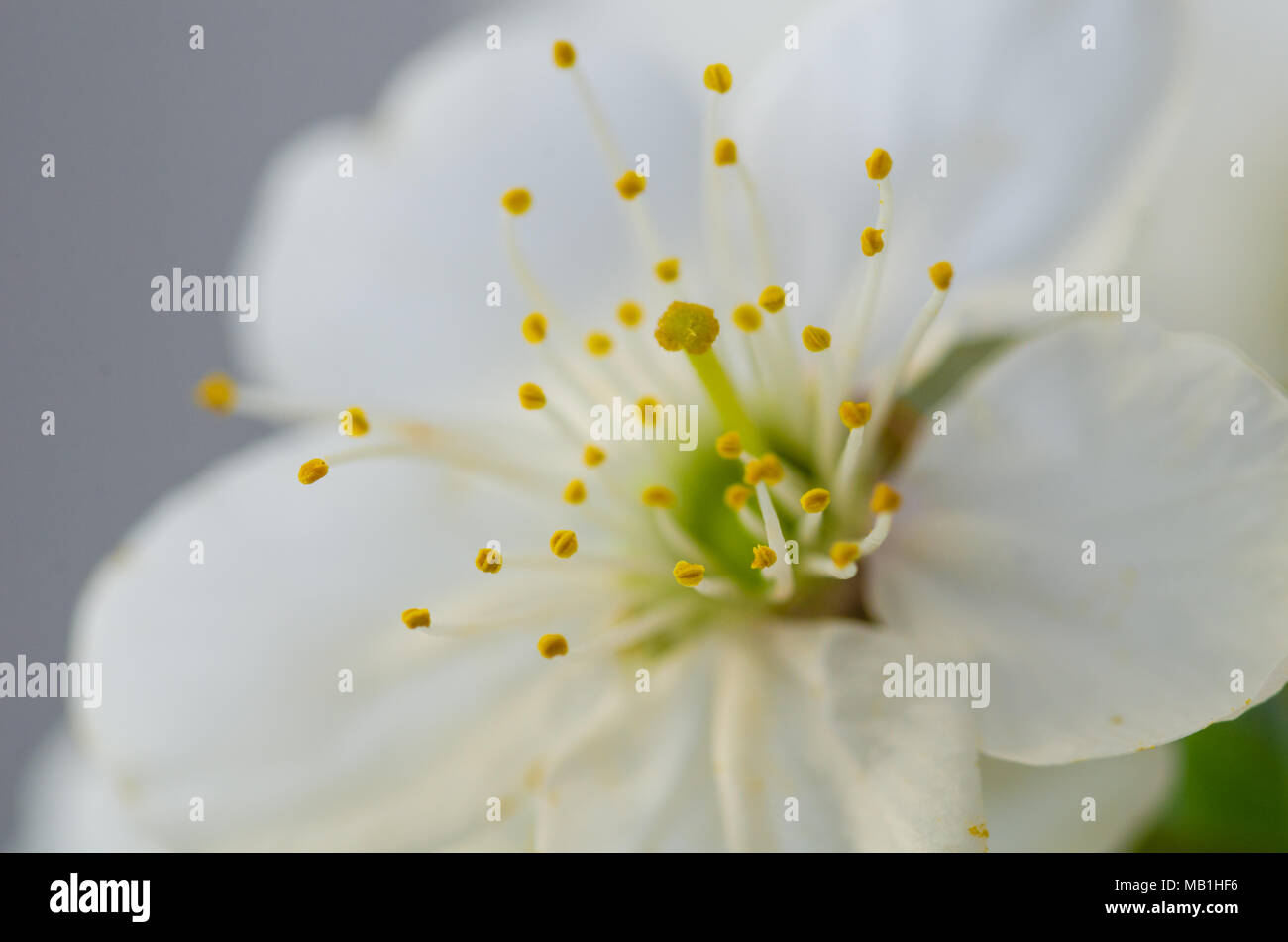 Grass anther stigma hi-res stock photography and images - Alamy
