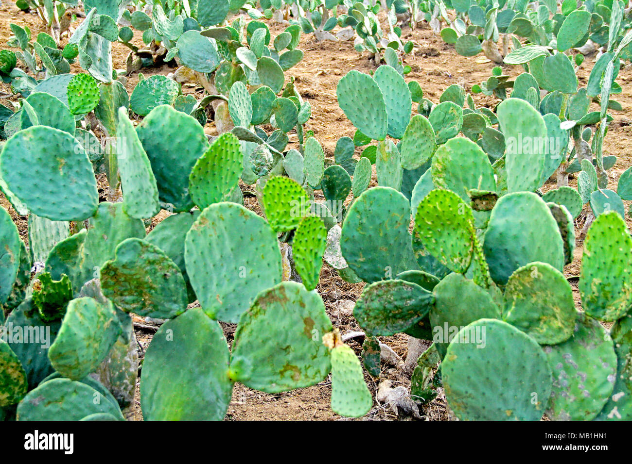 Palma forrageira hi-res stock photography and images - Alamy