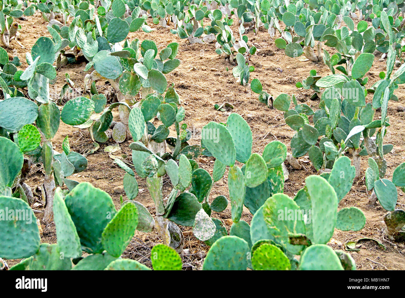 Palma forrageira hi-res stock photography and images - Alamy