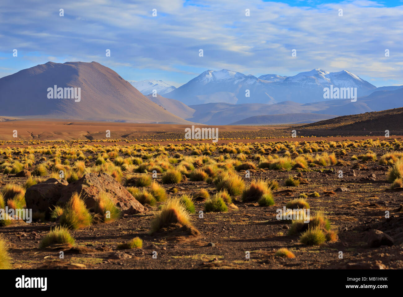 Vegetation zone chile hi-res stock photography and images - Alamy