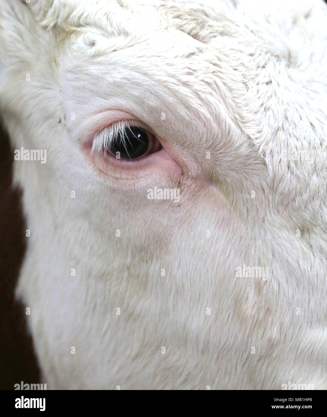 big eye of a cow photographed from very close Stock Photo - Alamy