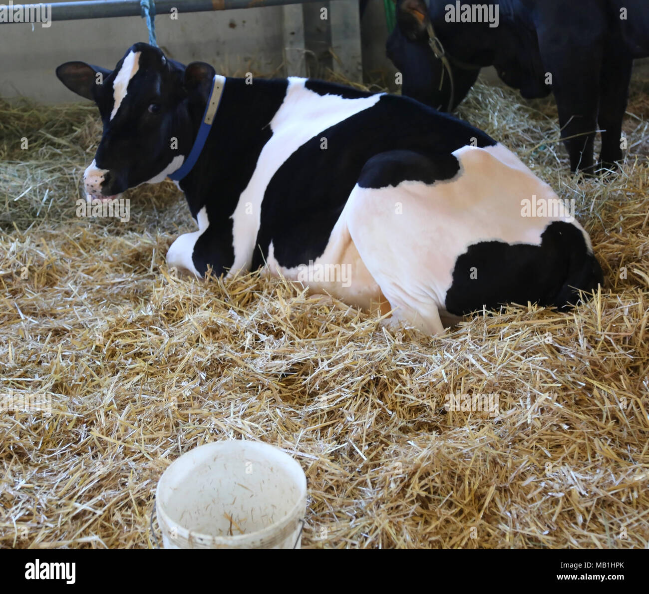 big cow lying on the barn's straw with a white peasant's bucket Stock ...