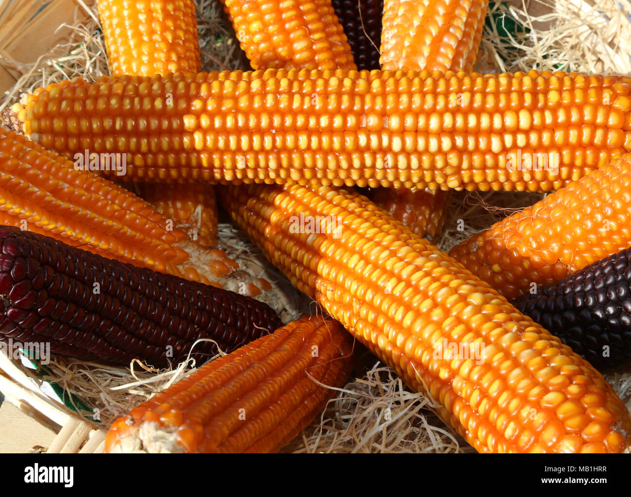 ripe yellow corn cobs with small seeds Stock Photo - Alamy