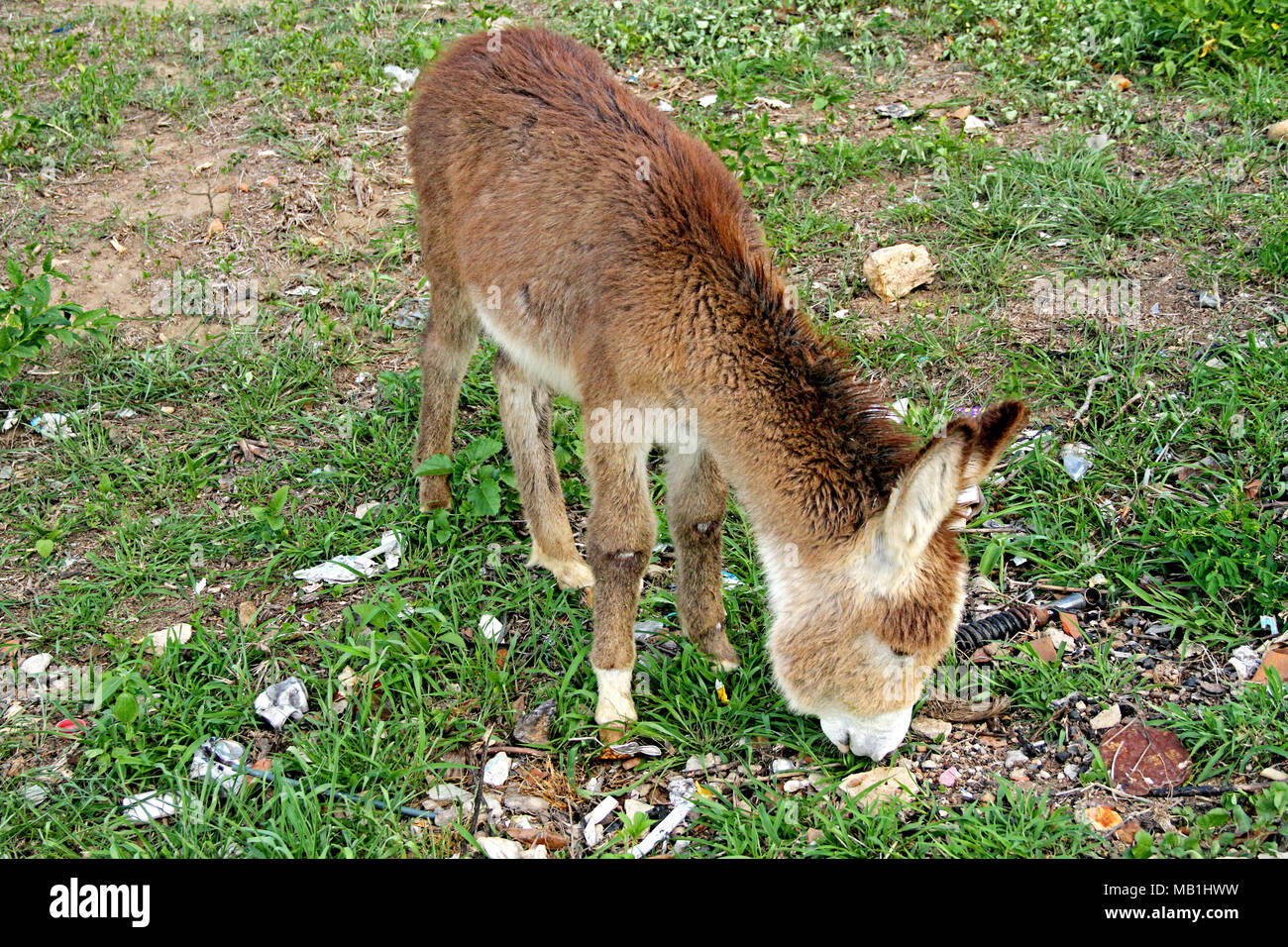 Donkey burro asno hi-res stock photography and images - Alamy