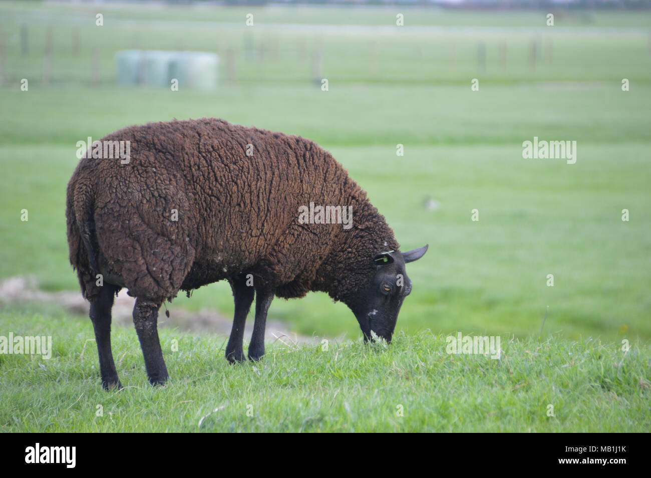 Brown Sheep Eating Grass Stock Photo - Alamy
