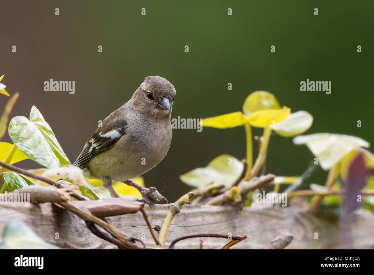 Juvenile chaffinch hi-res stock photography and images - Alamy