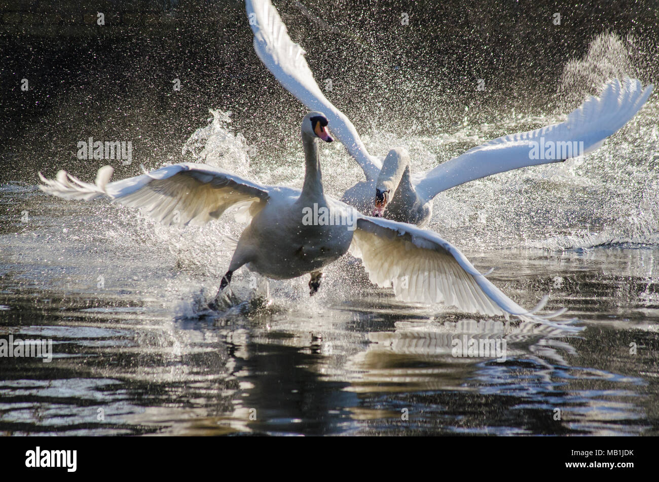 Avian clash hi-res stock photography and images - Alamy