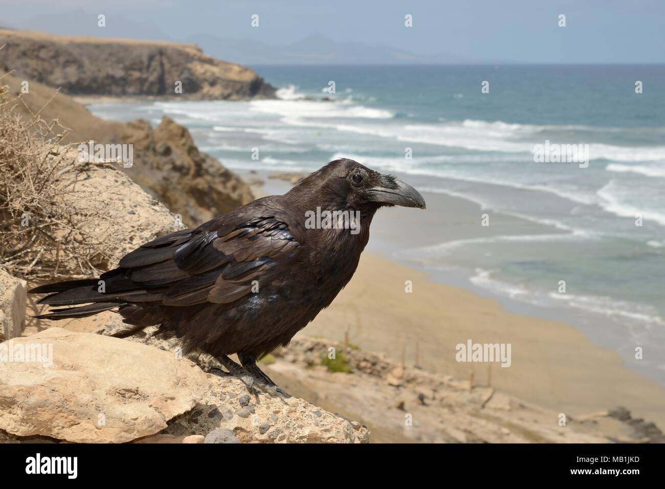 Raven islands hi-res stock photography and images - Alamy