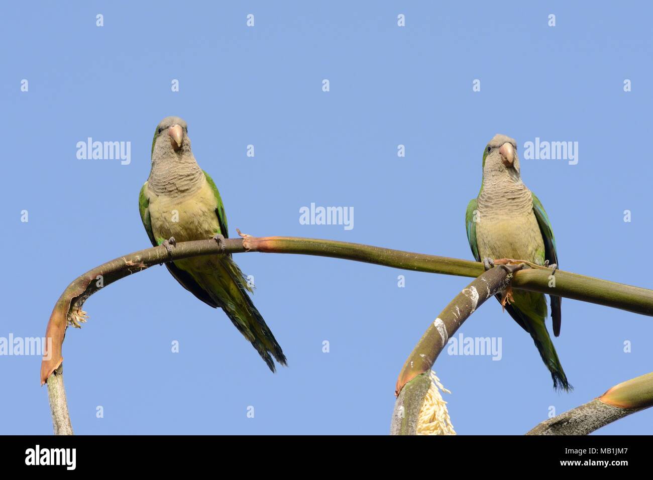 Monk parakeet myiopsitta monachus pair hi-res stock photography and ...