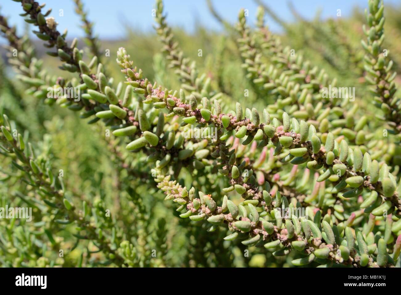 Shrubby sea-blite (Suaeda vera) bushes growing on the fringes of a ...