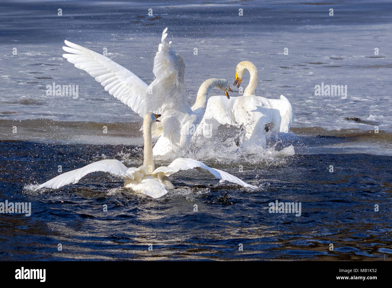 Angry flapping and fighting hi-res stock photography and images - Alamy