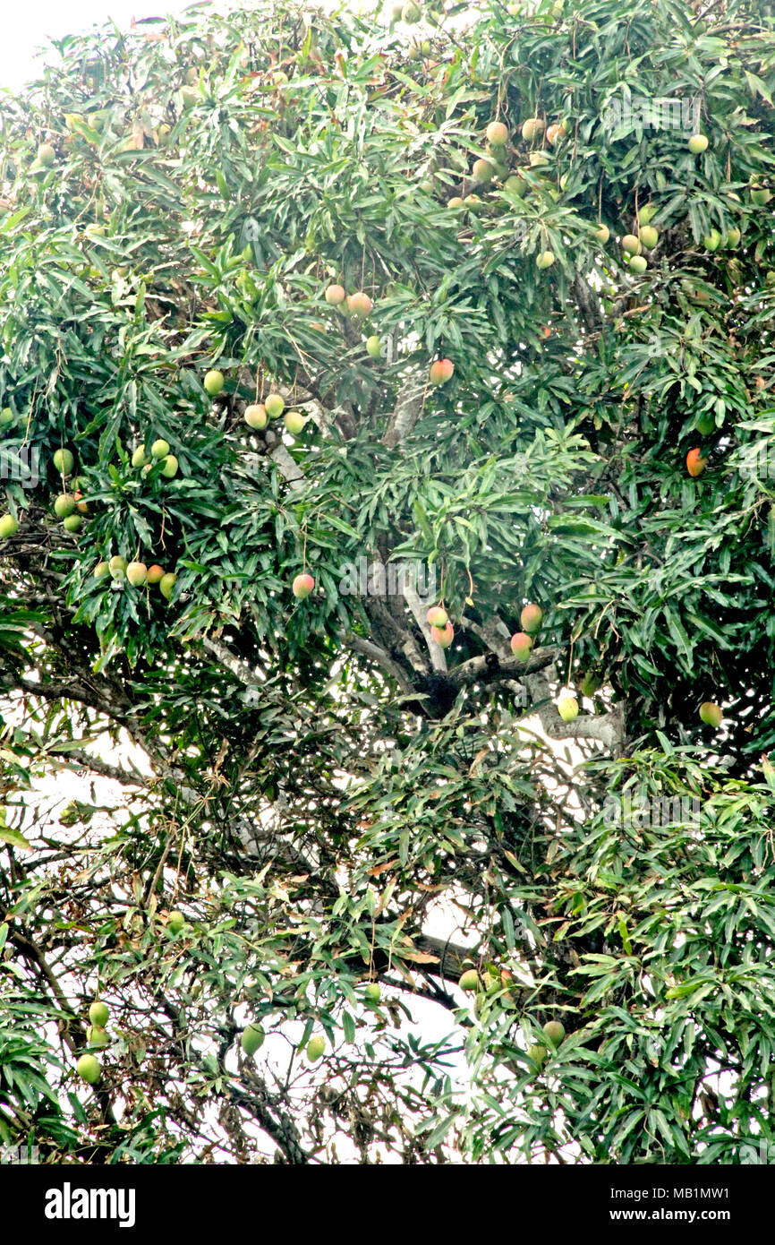 Mango Tree, Guarabira, Paraiba, Brazil Stock Photo - Alamy