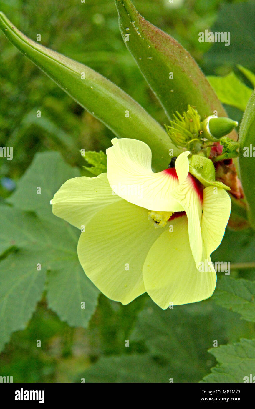 Green okra plants in the field hi-res stock photography and images - Alamy