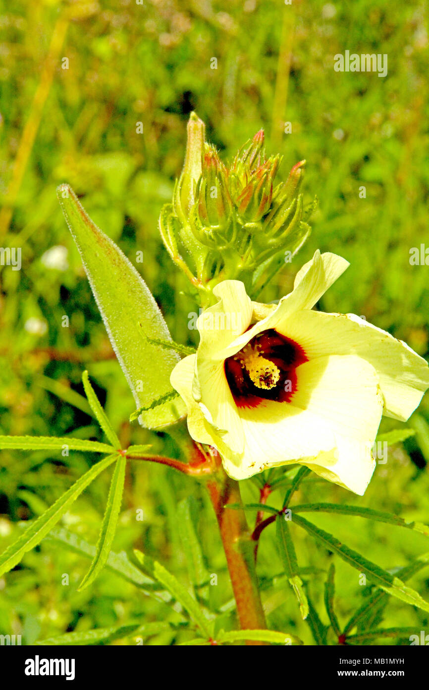 Okra flower, Guarabira, Paraiba, Brazil Stock Photo - Alamy
