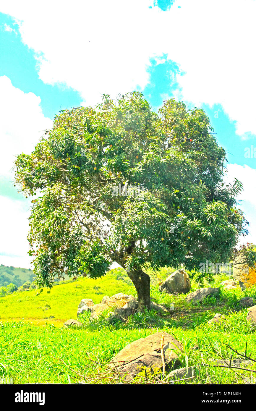 Mango Tree, Guarabira, Paraiba, Brazil Stock Photo - Alamy