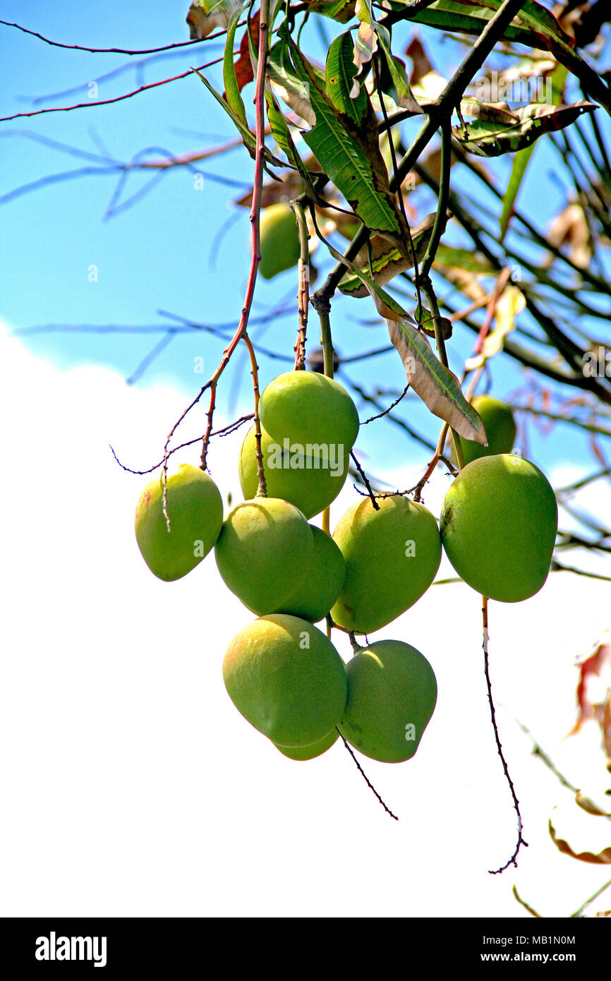 Mangifera indica brazil hi-res stock photography and images - Alamy