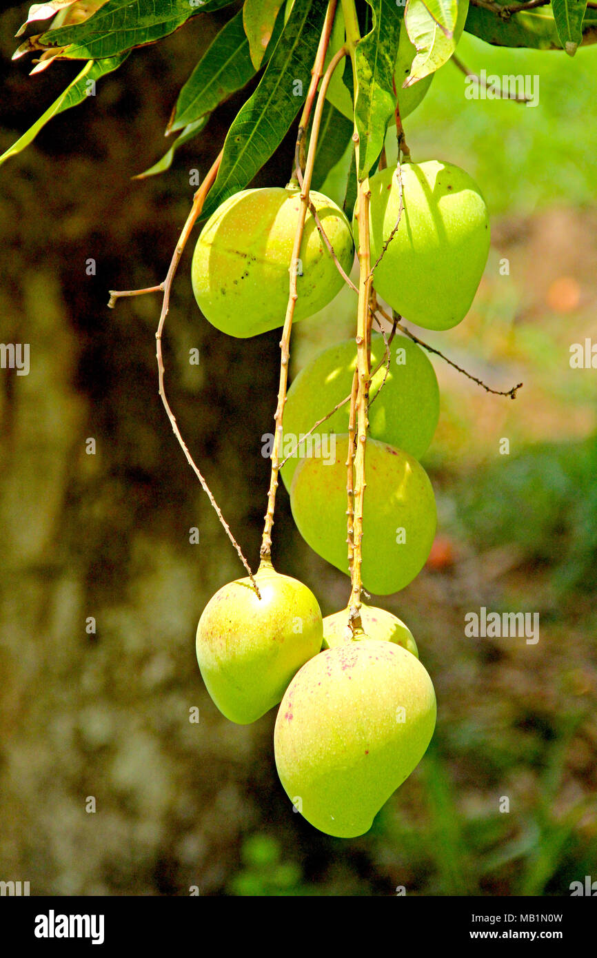 Mangifera indica brazil hi-res stock photography and images - Alamy