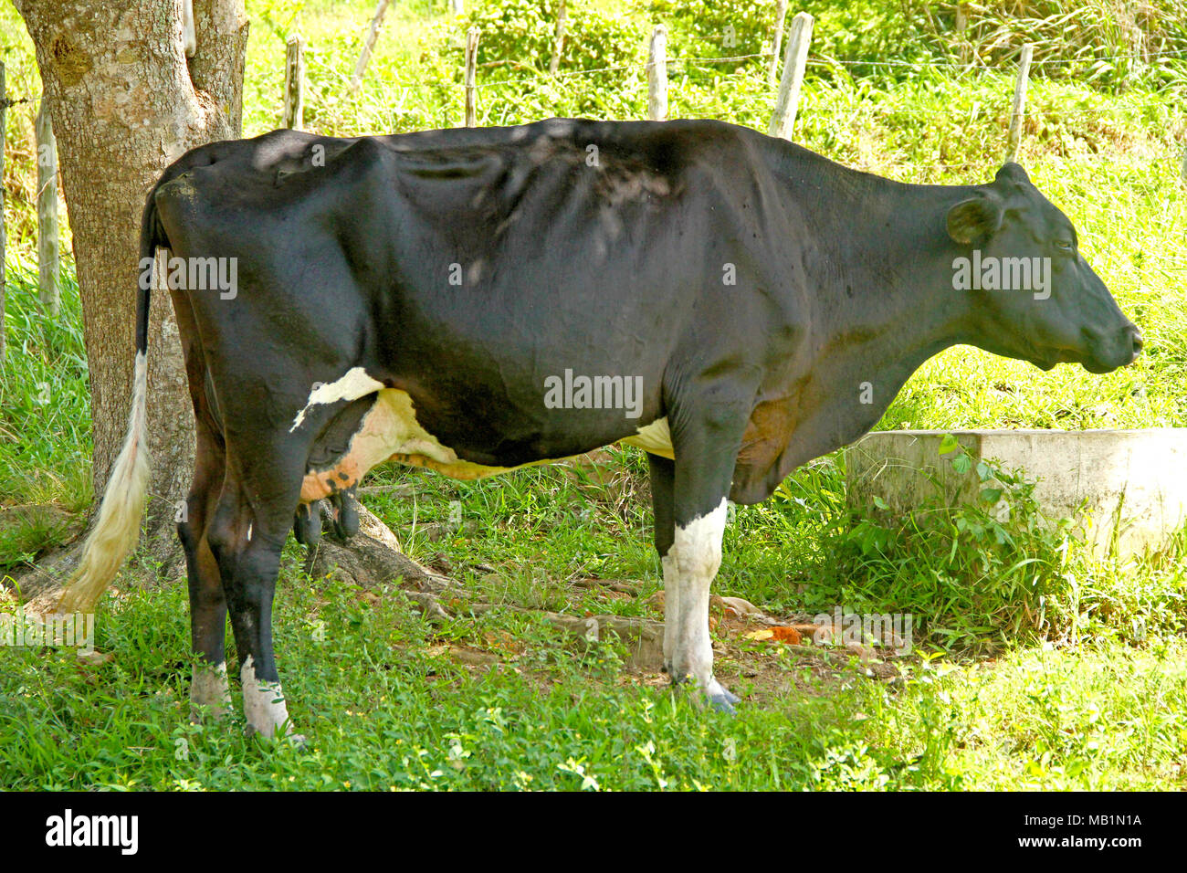 Full teats hi-res stock photography and images - Alamy