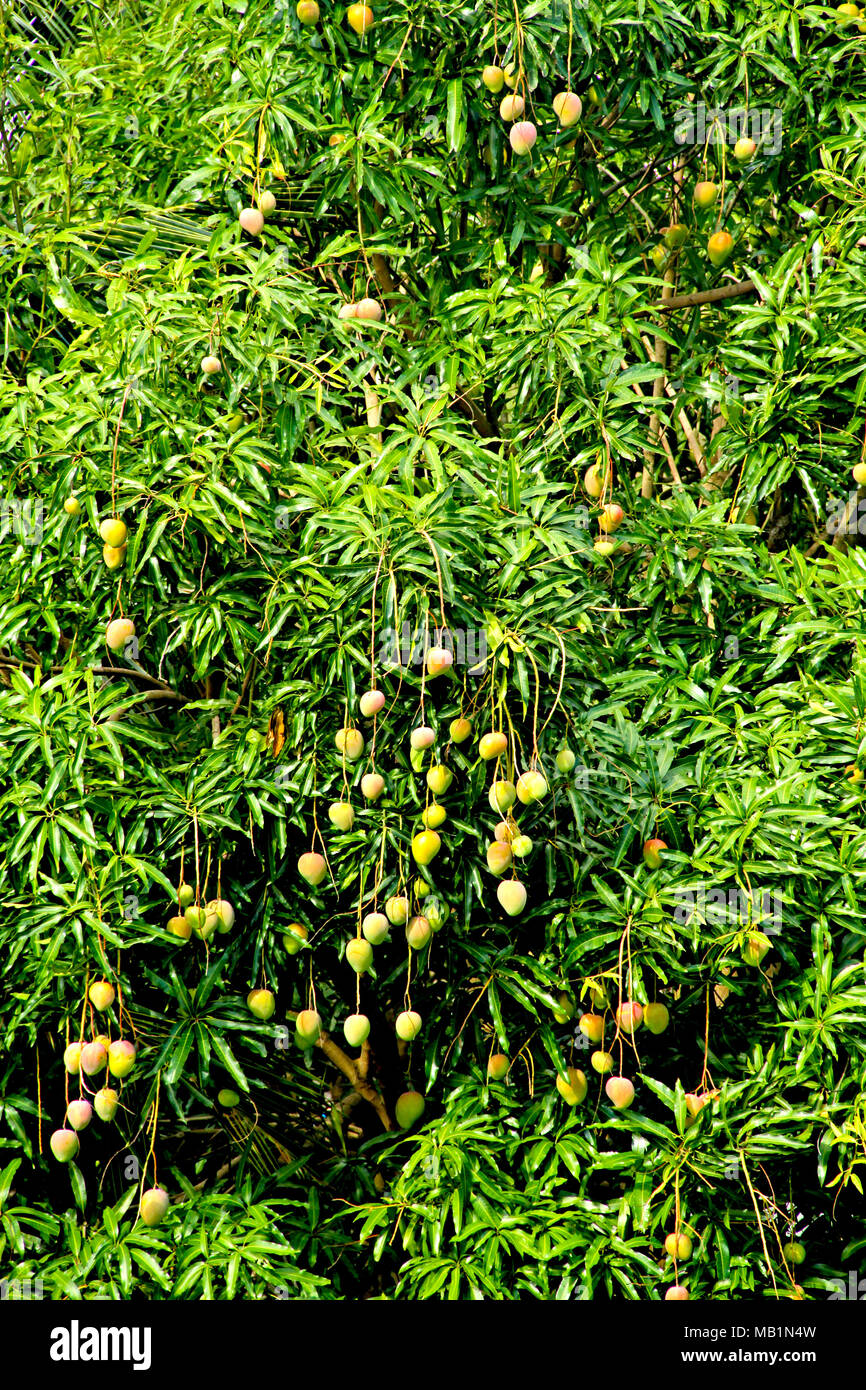 Several mango tree hi-res stock photography and images - Alamy