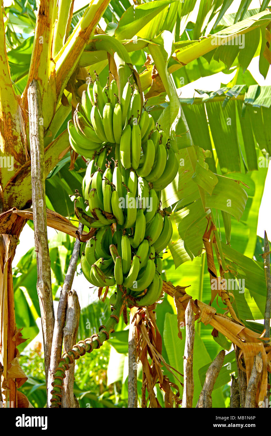 Nova bana hi-res stock photography and images - Alamy