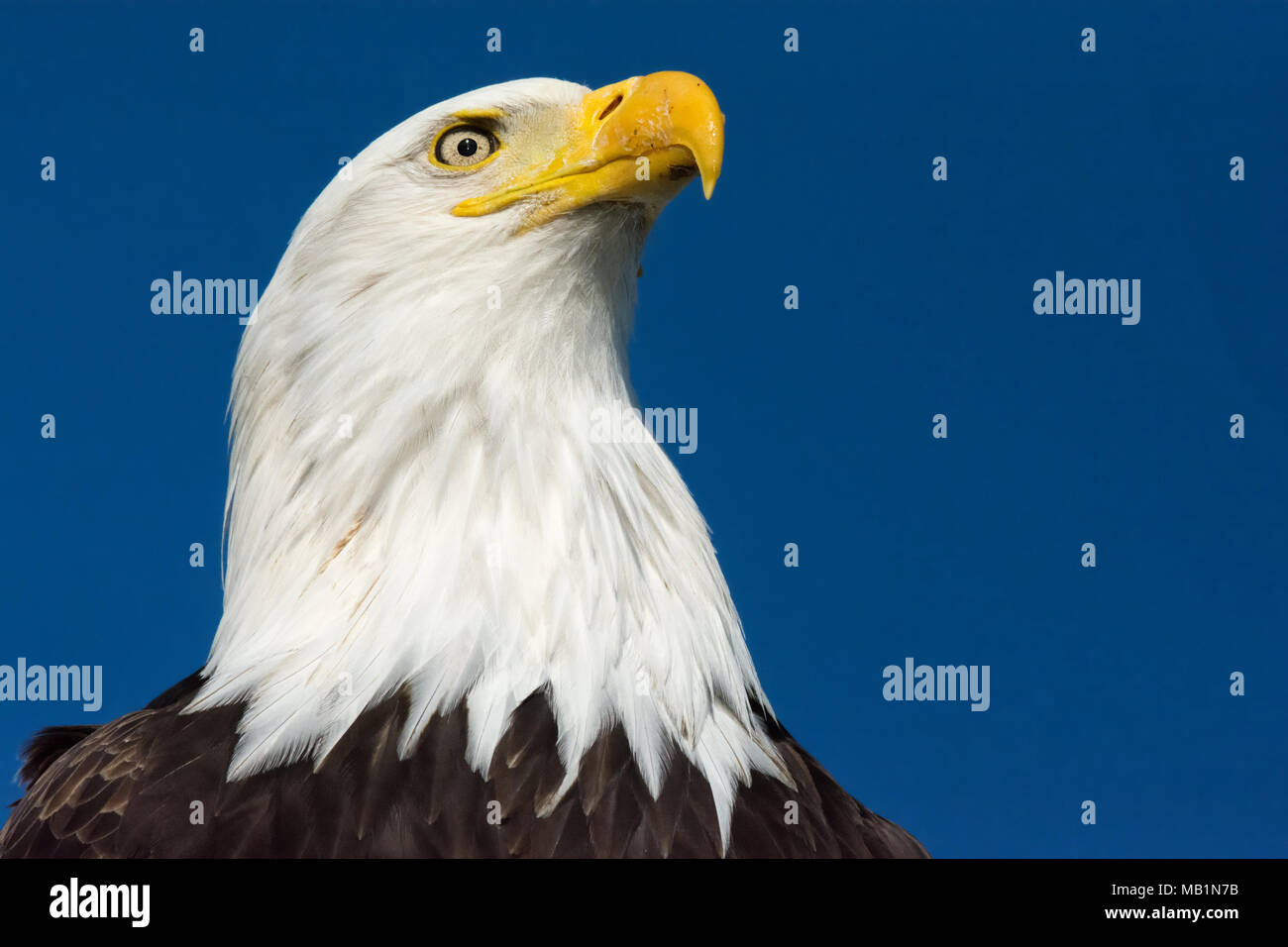 Wild bald eagle seen hi-res stock photography and images - Alamy