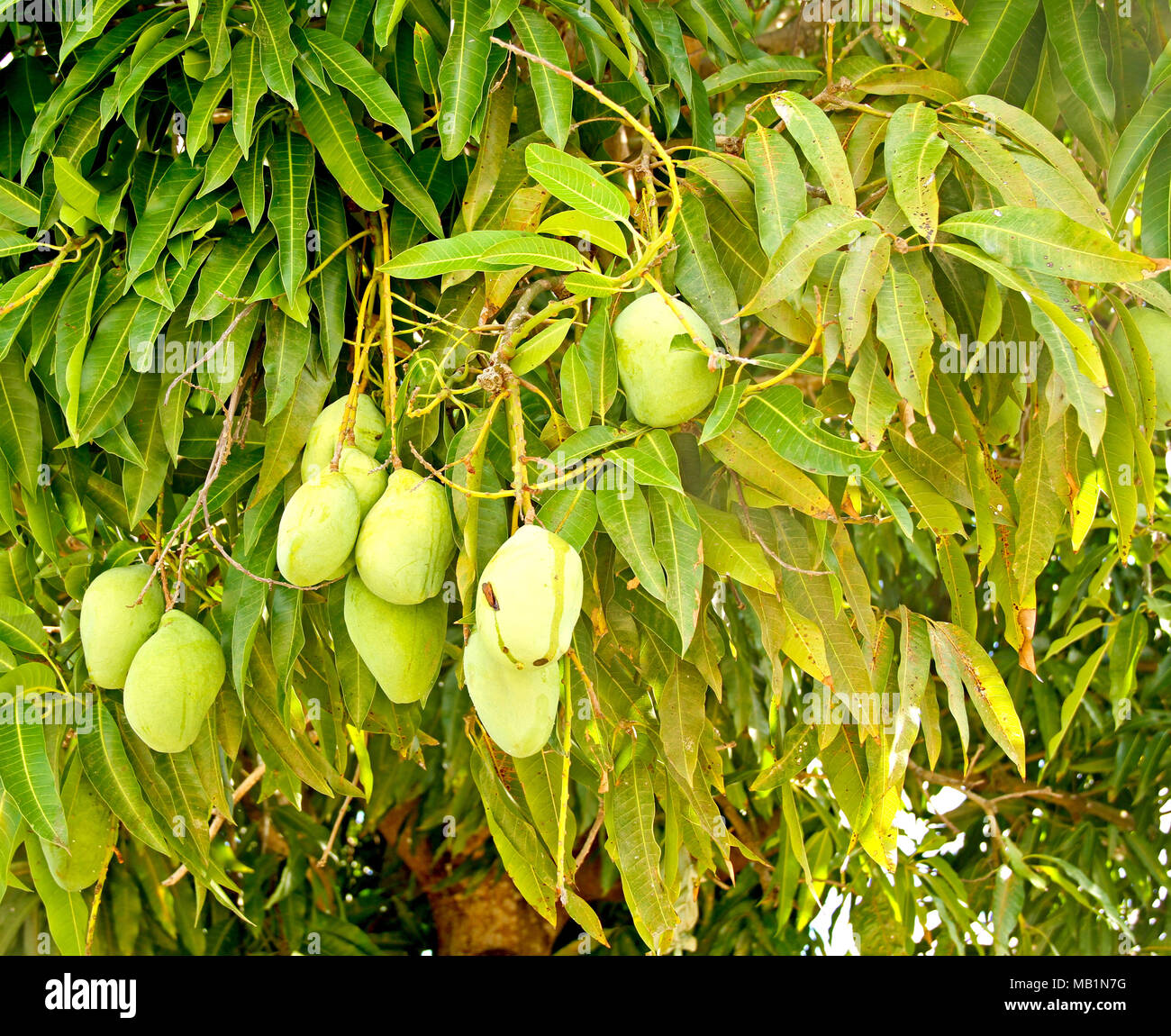 Mangifera indica brazil hi-res stock photography and images - Alamy