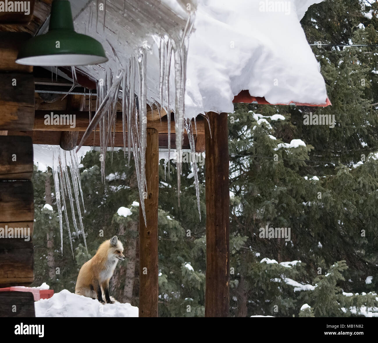 Red fox at cabin hi-res stock photography and images - Alamy
