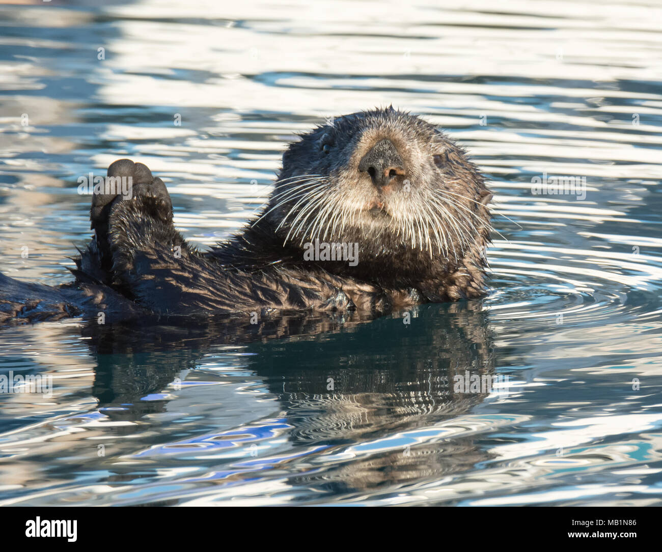 Sea otter paw hi-res stock photography and images - Alamy