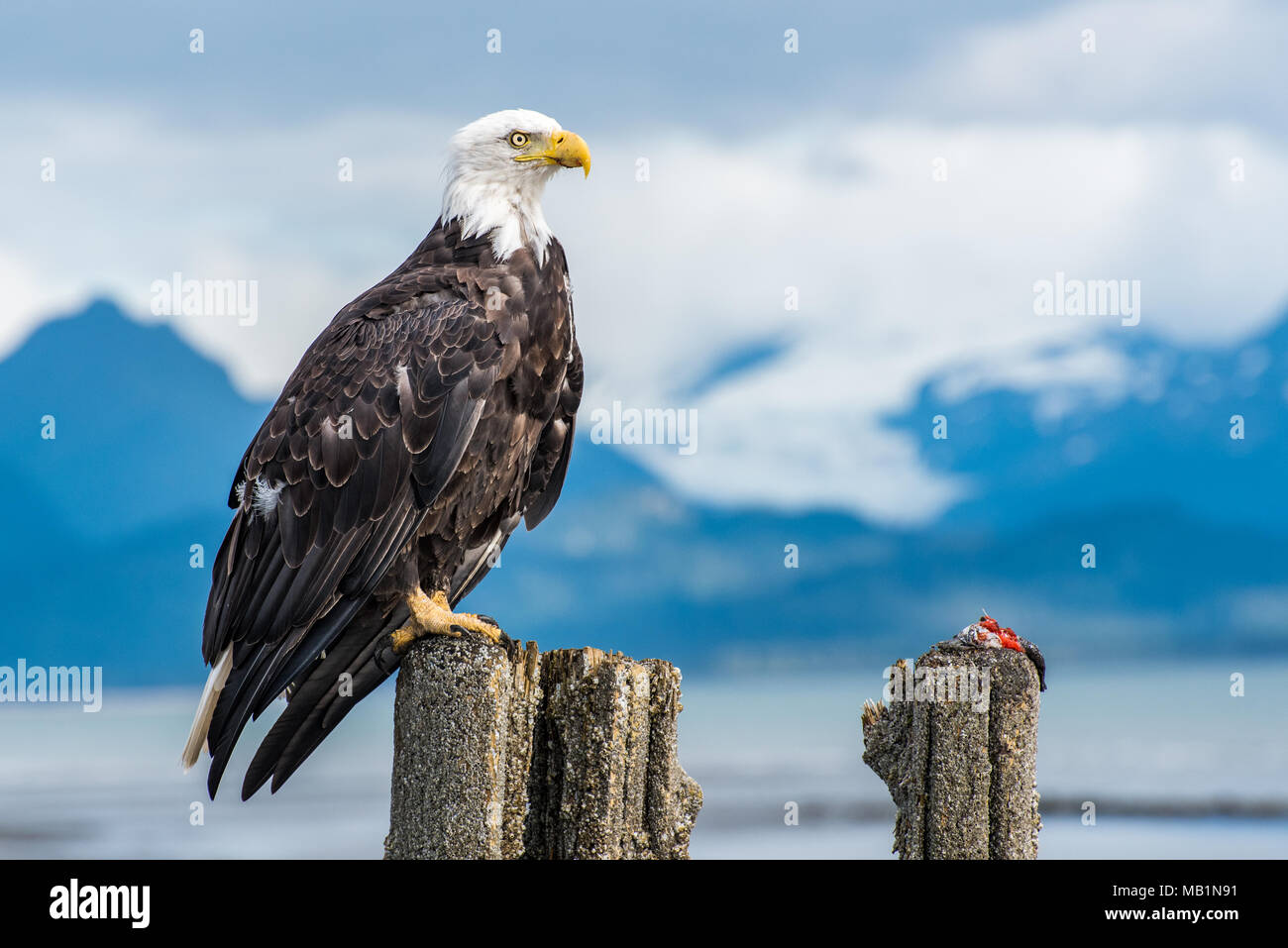 Bald eagle with prey hi-res stock photography and images - Alamy