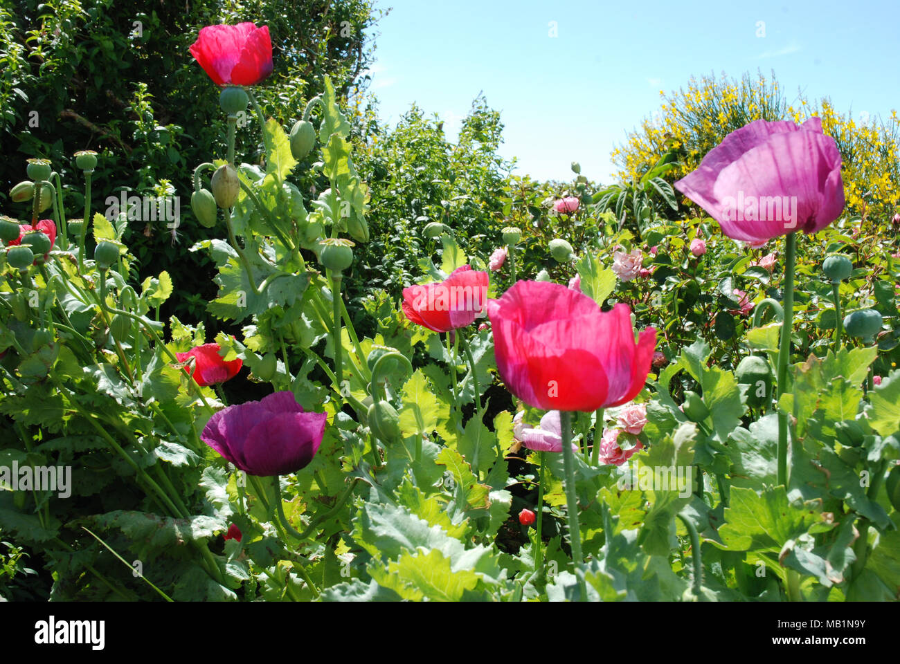 Purple and red poppy hi-res stock photography and images - Alamy