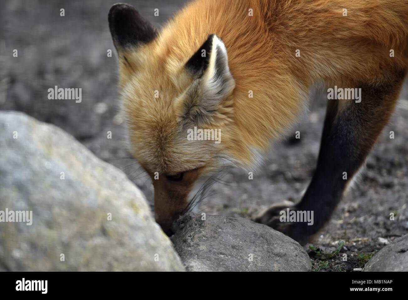 Wheaton, illinois, USA. A red fox (Vulpes vulpes) foraging for some ...