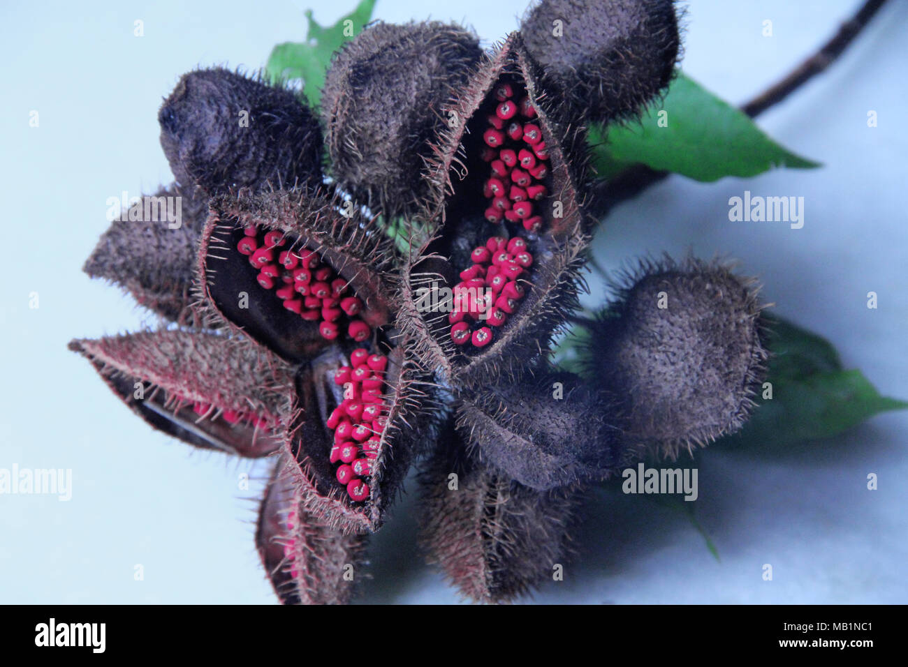 Achiote, Annatto, Lipstick Tree, Urucum Bixa orellana, branch with ...