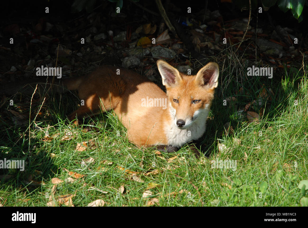 Ginger fox hi-res stock photography and images - Alamy