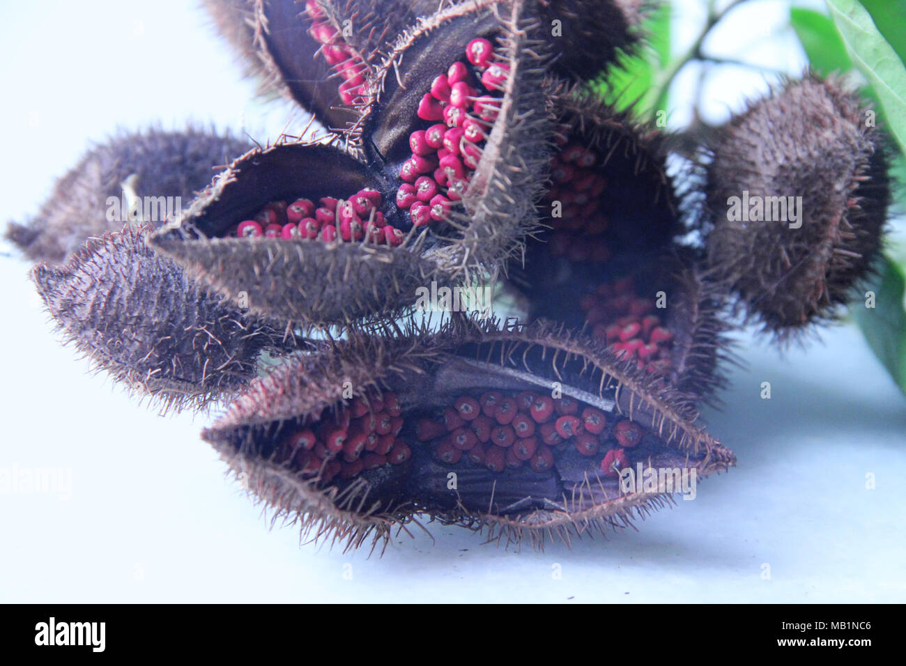 Achiote, Annatto, Lipstick Tree, Urucum Bixa orellana, branch with ...