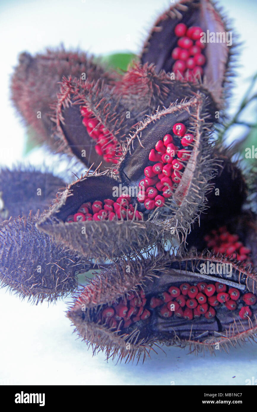 Achiote fruits hi-res stock photography and images - Alamy