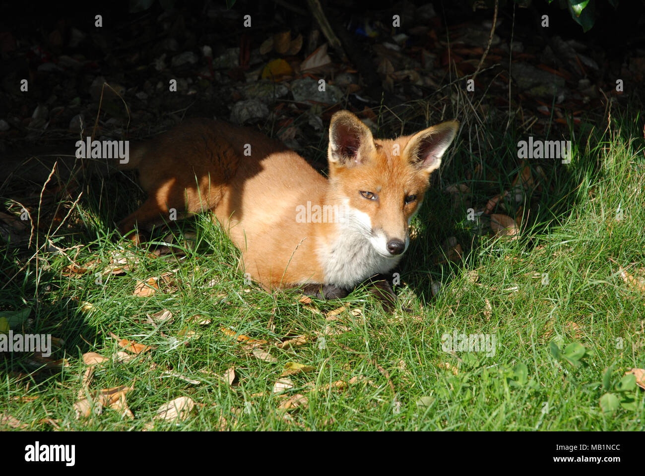 Ginger fox hi-res stock photography and images - Alamy
