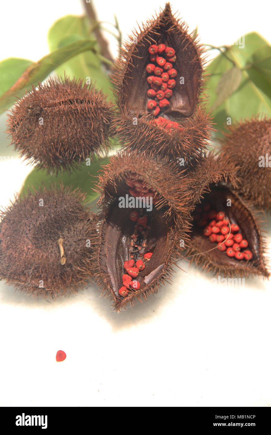 Achiote annatto lipstick tree urucum hi-res stock photography and ...