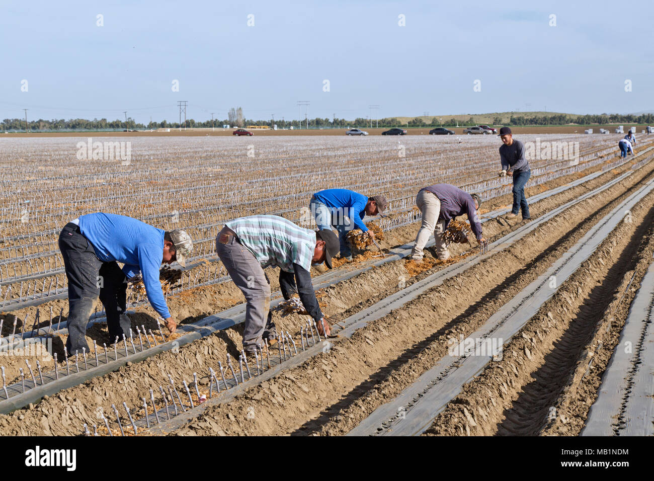 Field workers planting recently grafted & waxed wine grape cuttings ...
